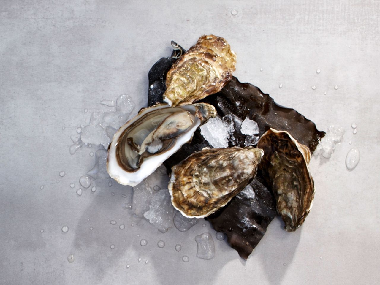 Austern - edler Genuss aus dem Meer