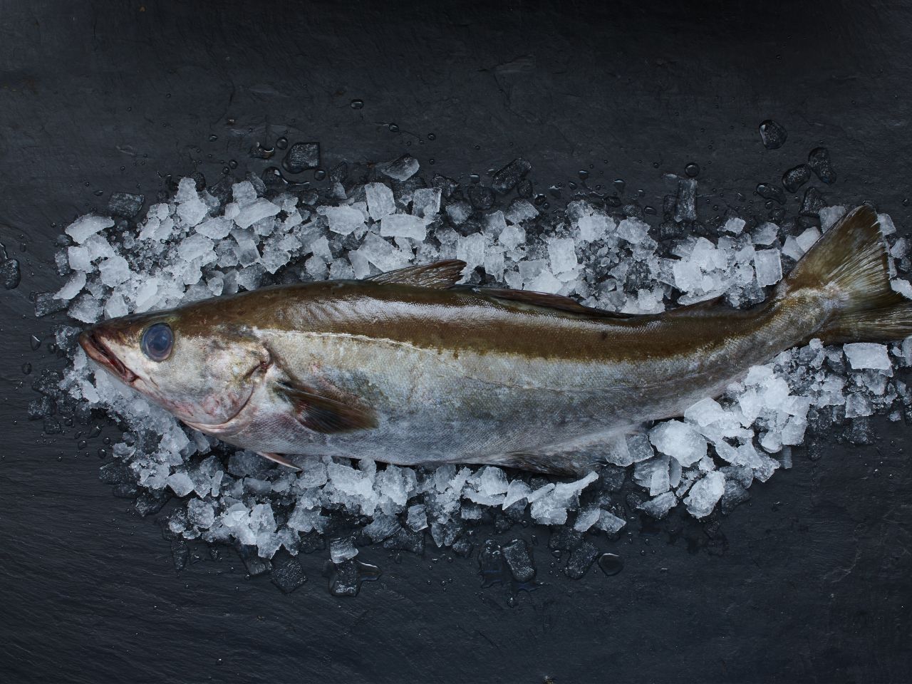 Jetzt Steinbeißer online bestellen
