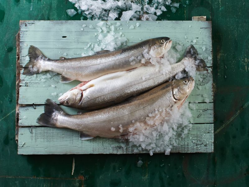 Saiblingsfilet - die Lachsalternative