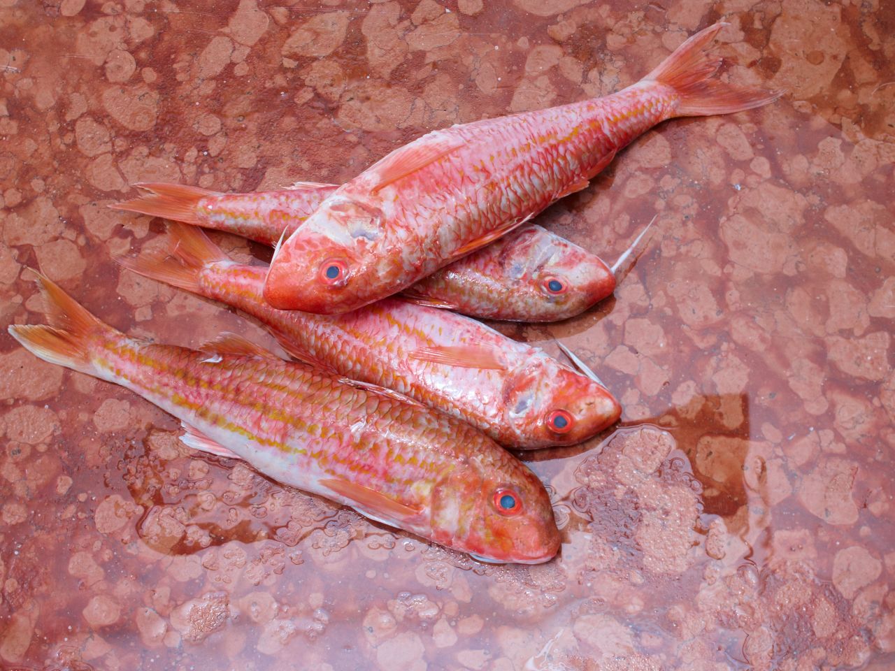 Rote Meerbarbe - exotischer Genuss