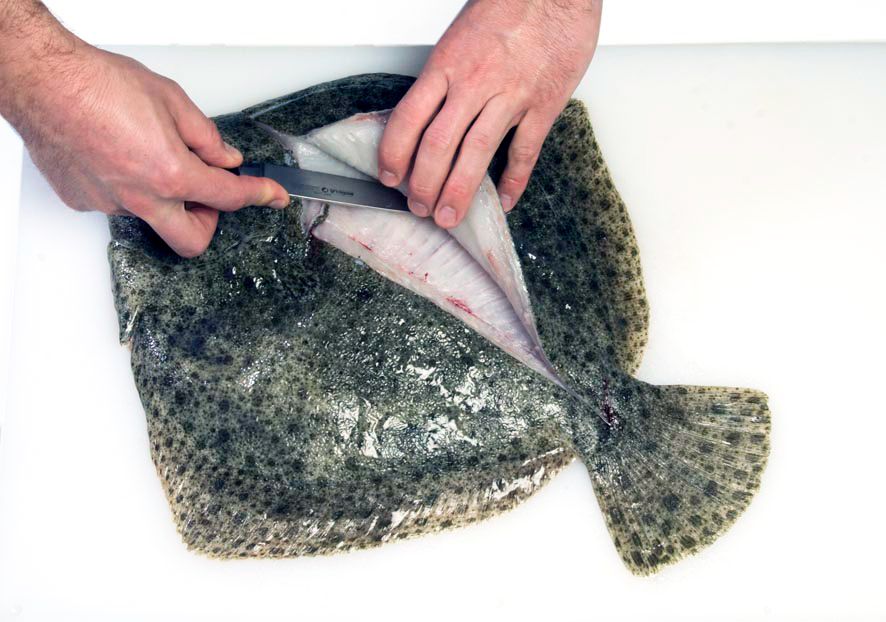 Wie filetiere ich einen Steinbutt?