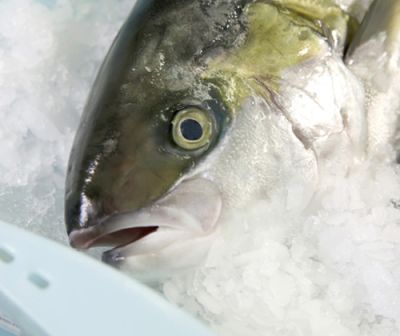 Wie erkenne ich frischen Fisch?