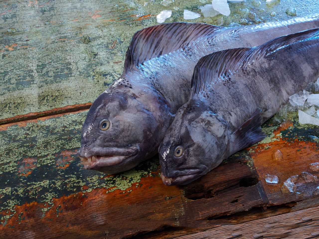Steinbeißer- Wissenswertes bei Deutsche See