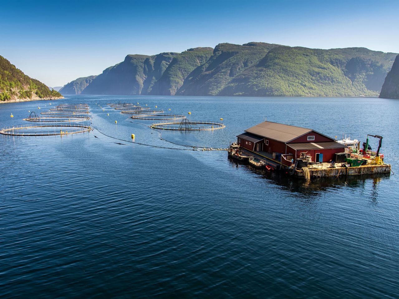 Fisch und Meeresfrüchte aus ökologischer Aquakultur