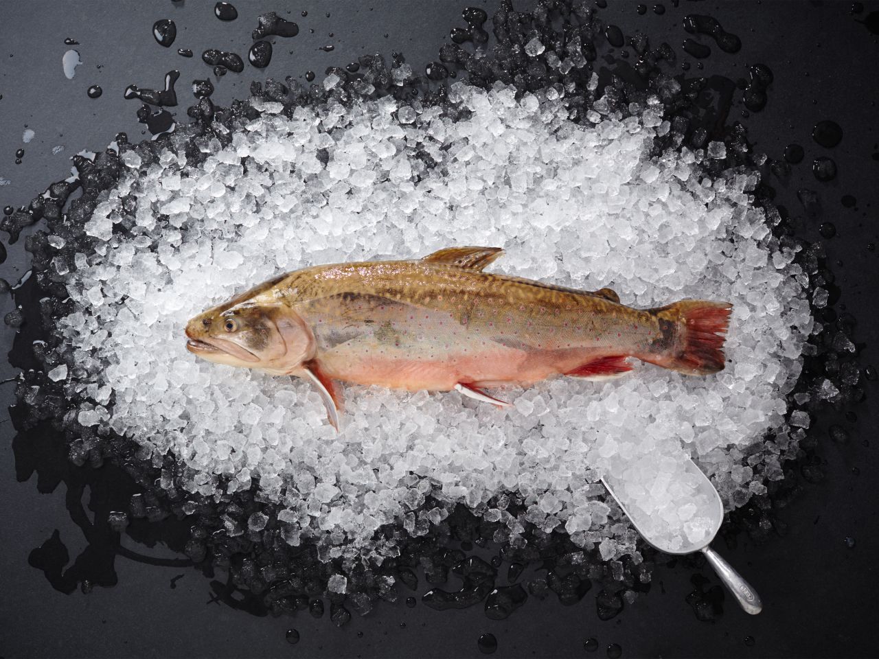 Jetzt Saibling online bestellen