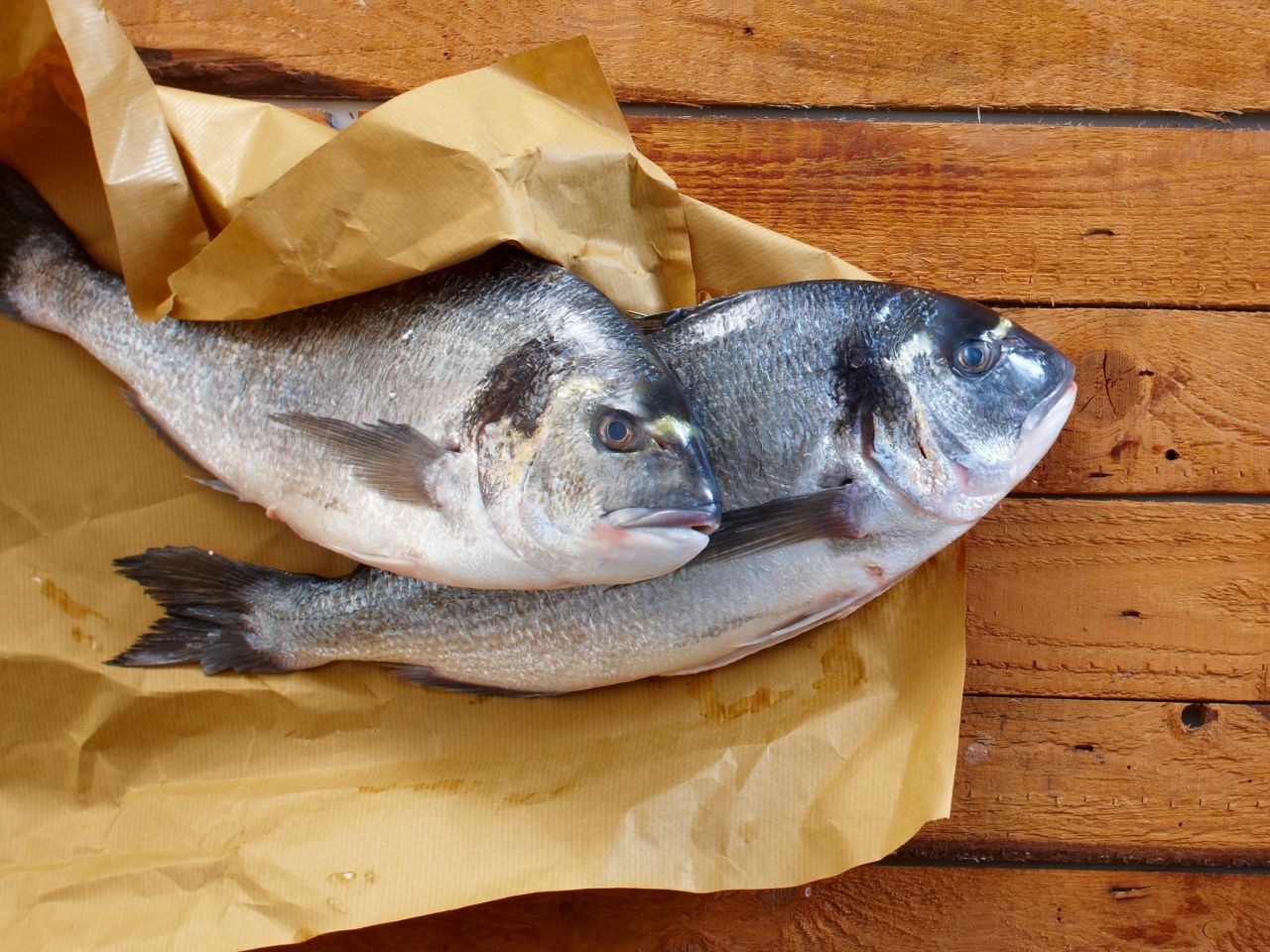 Dorade - begehrter Genuss-Fisch aus dem Mittelmeer