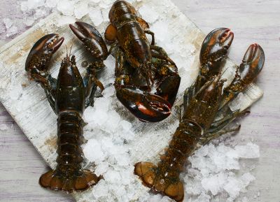 Wie bereite ich einen Hummer zu?