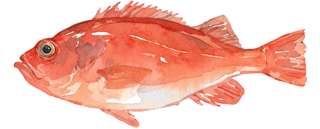 Rotbarsch in unserem Fischlexikon