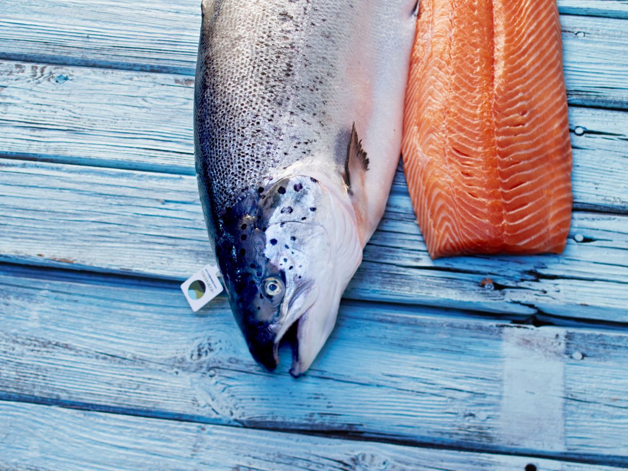 Fisch - Entdecken Sie unsere Vielfalt