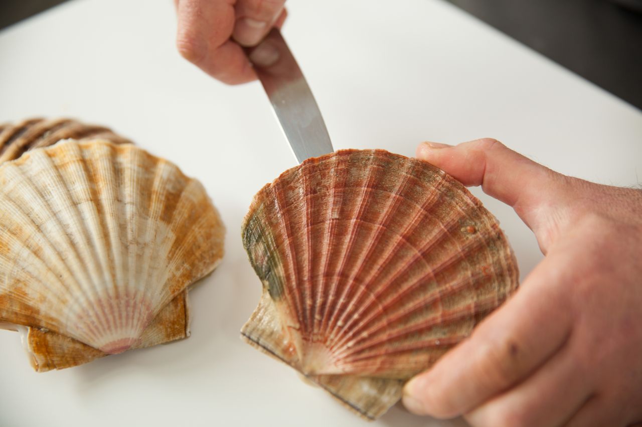 Jakobsmuscheln öffnen - So einfach geht's
