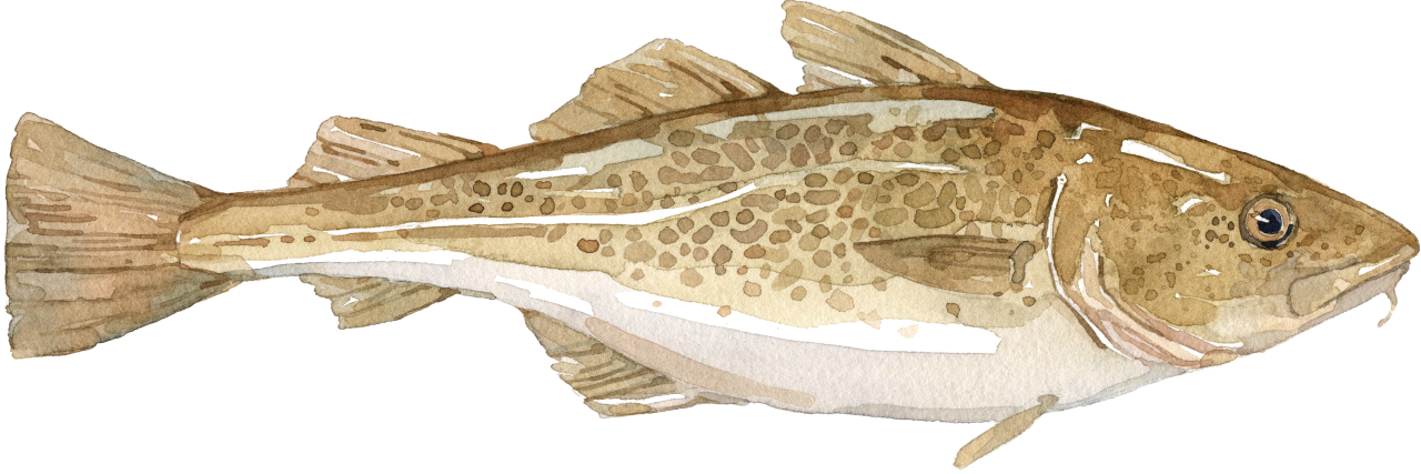 Kabeljau Loin kaufen im Deutsche See Onlineshop