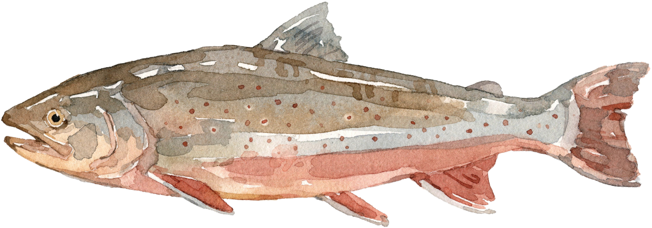 Saibling in unserem Fischlexikon