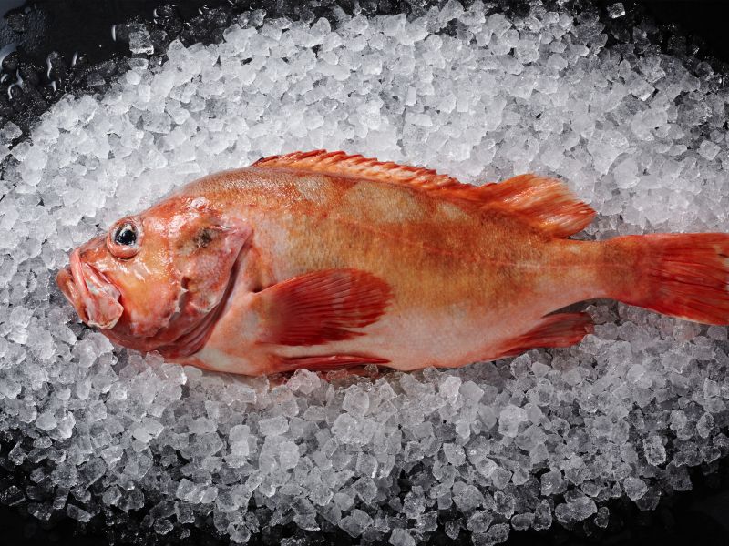 Jetzt Rotbarsch online bestellen