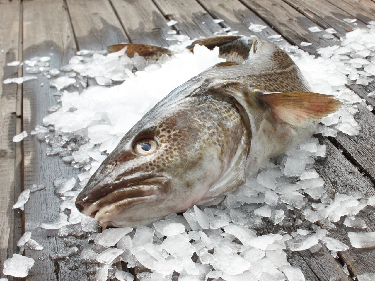 Kabeljau ganz oder als Kabeljau-Filet - Köstlicher Speisefisch
