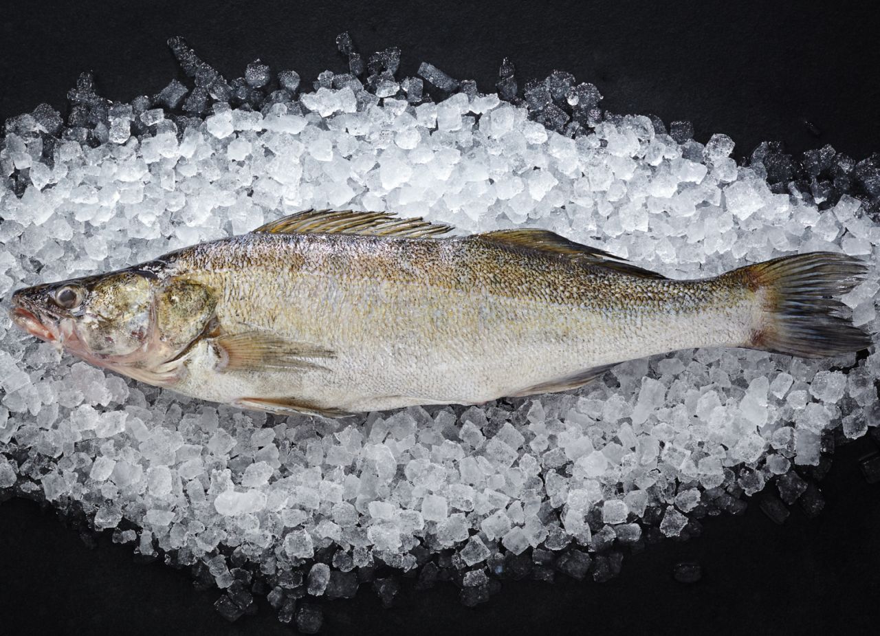 Zanderfilet für den edlen Genuss